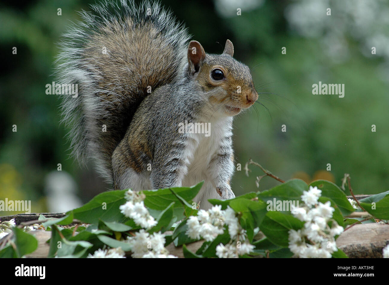 Close up squirrel mouth open hi-res stock photography and images - Alamy