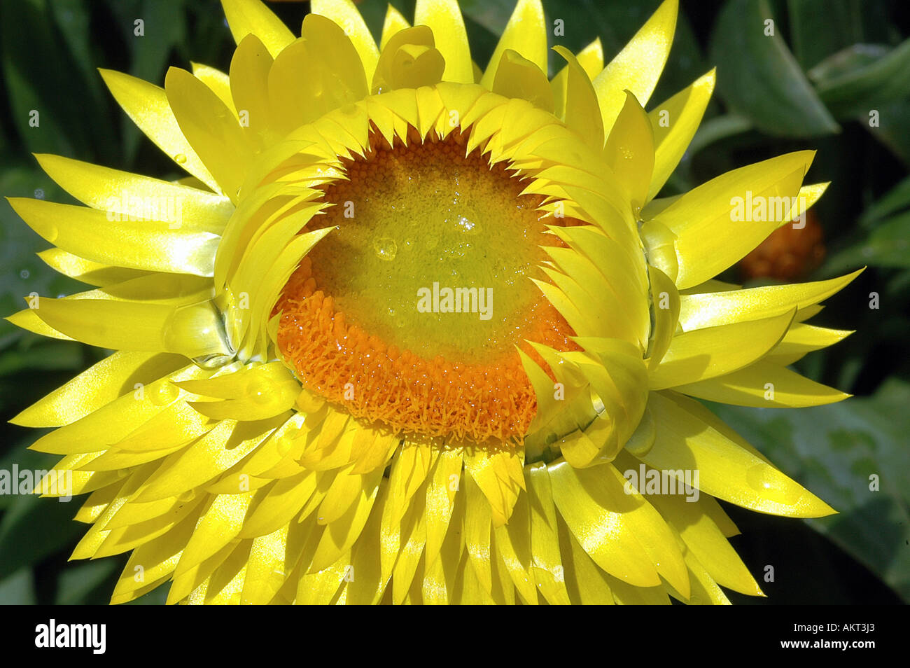 Annual flower frost hi-res stock photography and images - Alamy