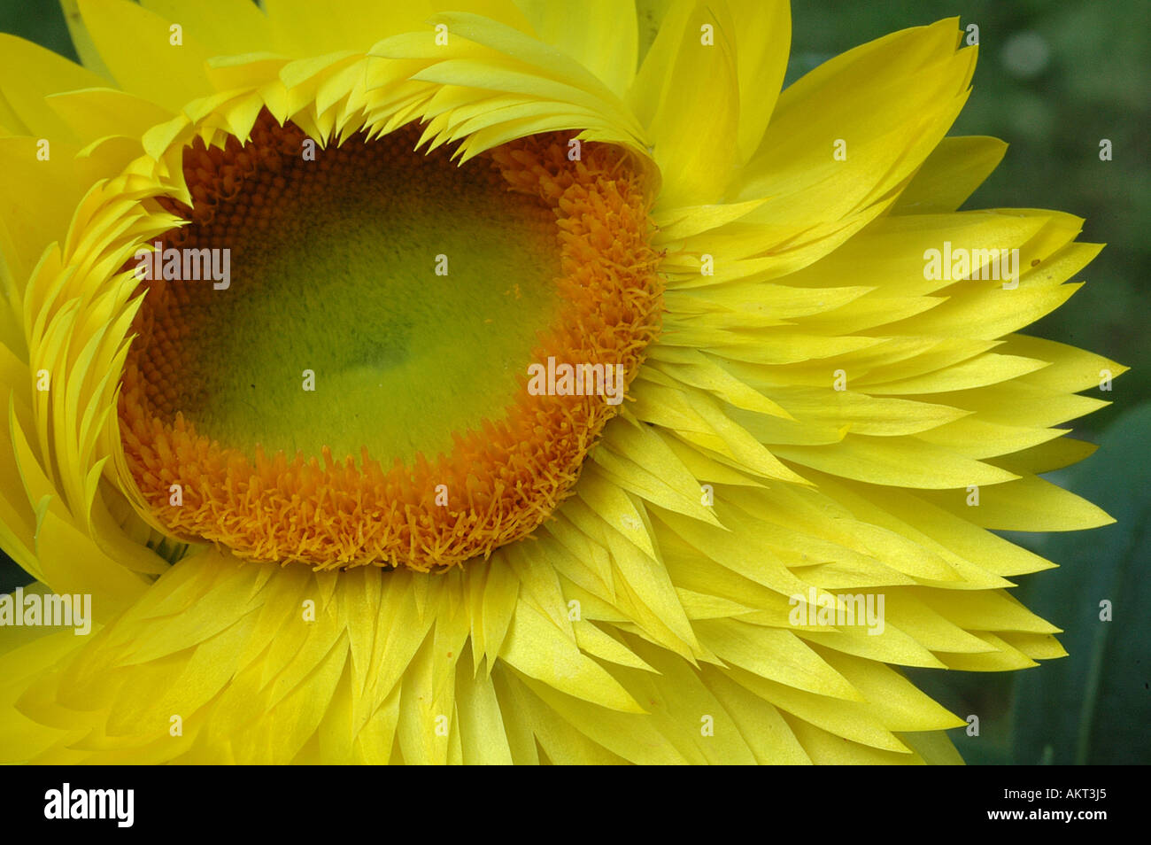 Yellow Straw flower Stock Photo - Alamy