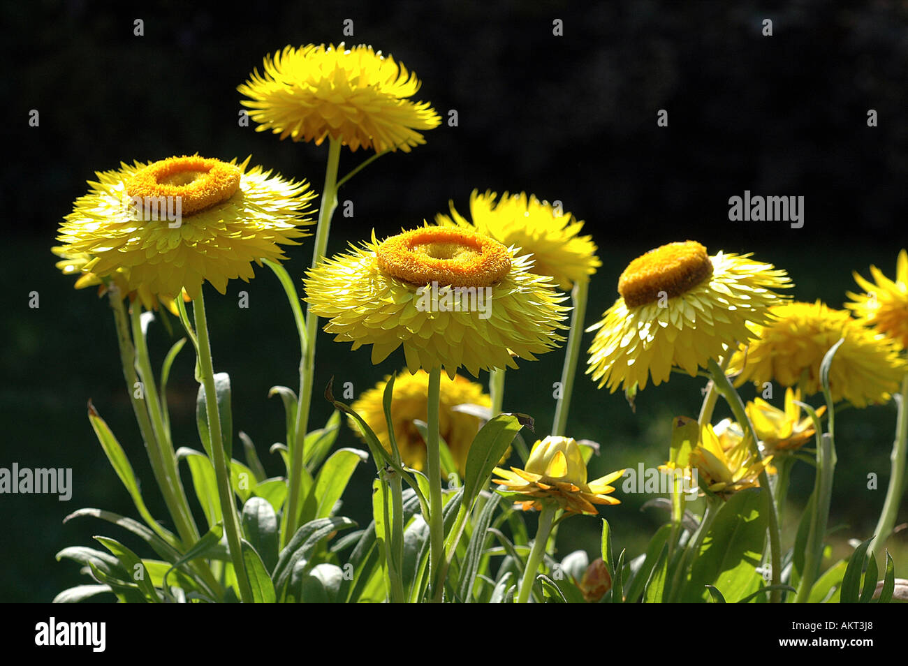 Helichrysum straw daisy hi-res stock photography and images - Alamy