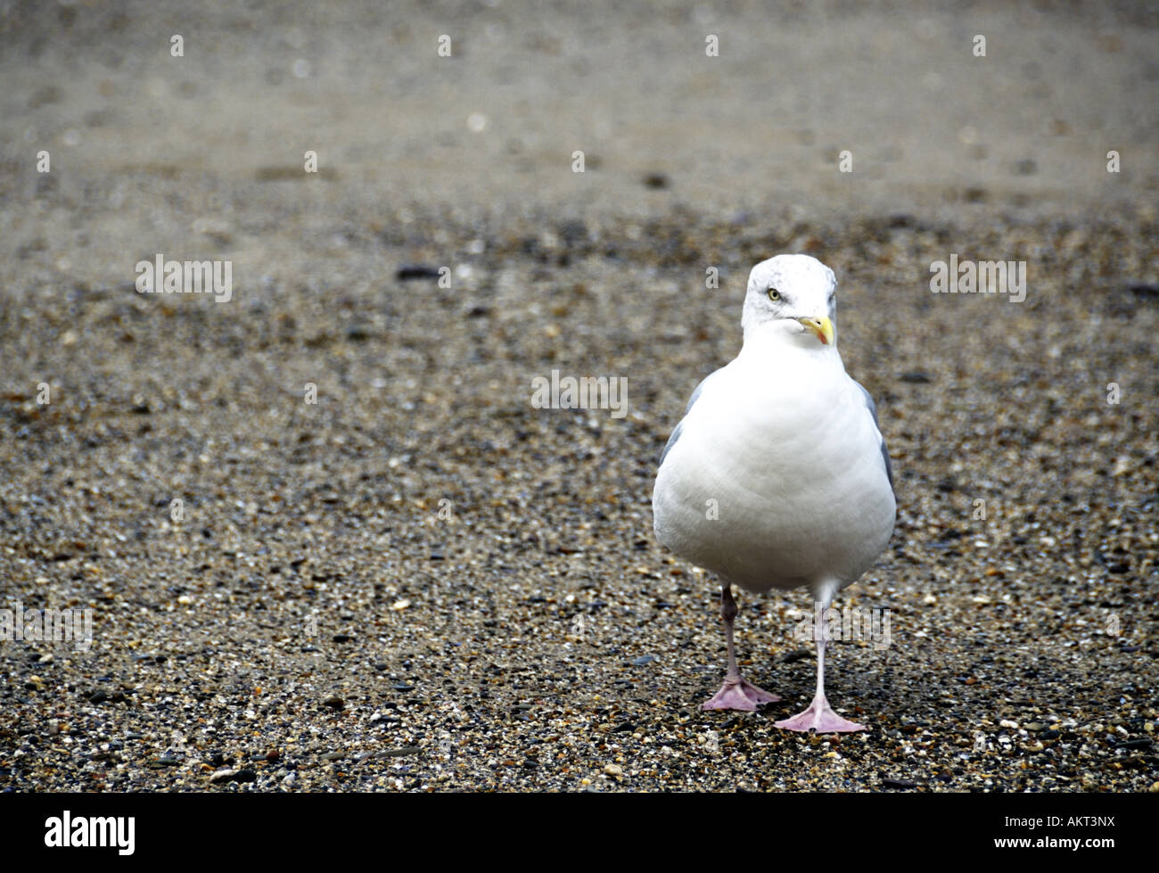 Seagull walking on beach towards camera Stock Photo - Alamy