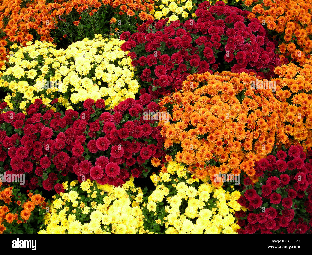 Chrysanthemum or Mums Stock Photo - Alamy