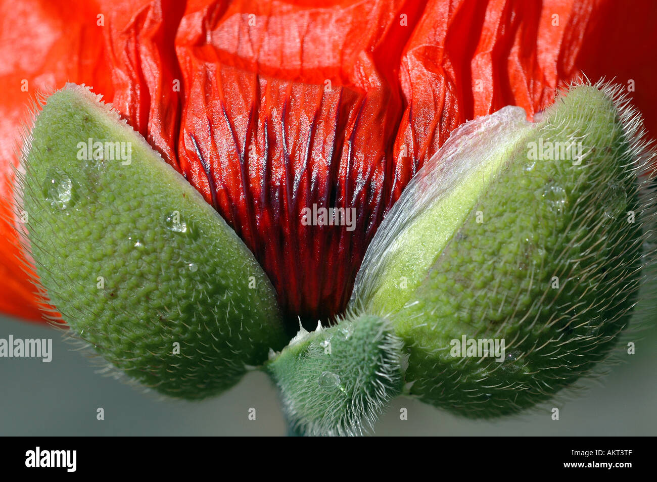 Goliath poppy hi-res stock photography and images - Alamy