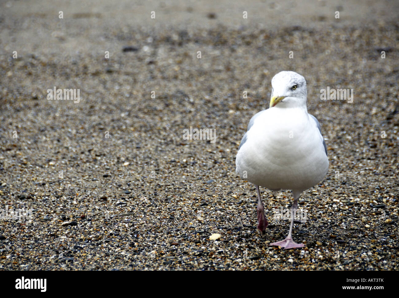 Seagull walking on beach towards camera Stock Photo - Alamy