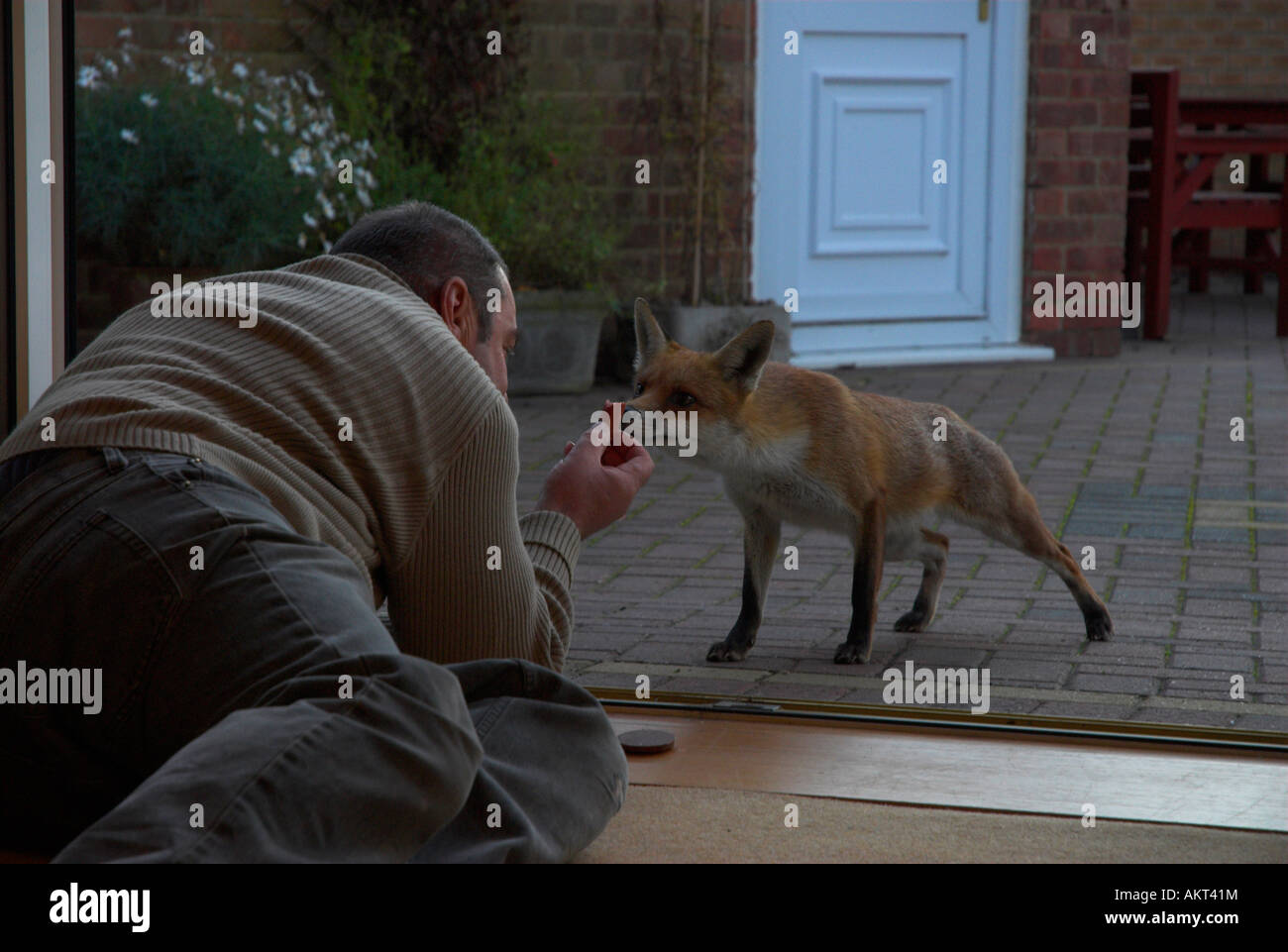 Hand feeding garden foxes (Vulpes vulpes) in the house doorway Stock ...