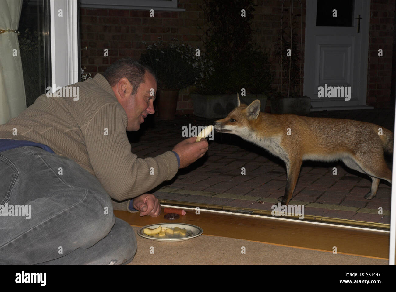 Hand feeding garden foxes (Vulpes vulpes) in the house doorway Stock ...