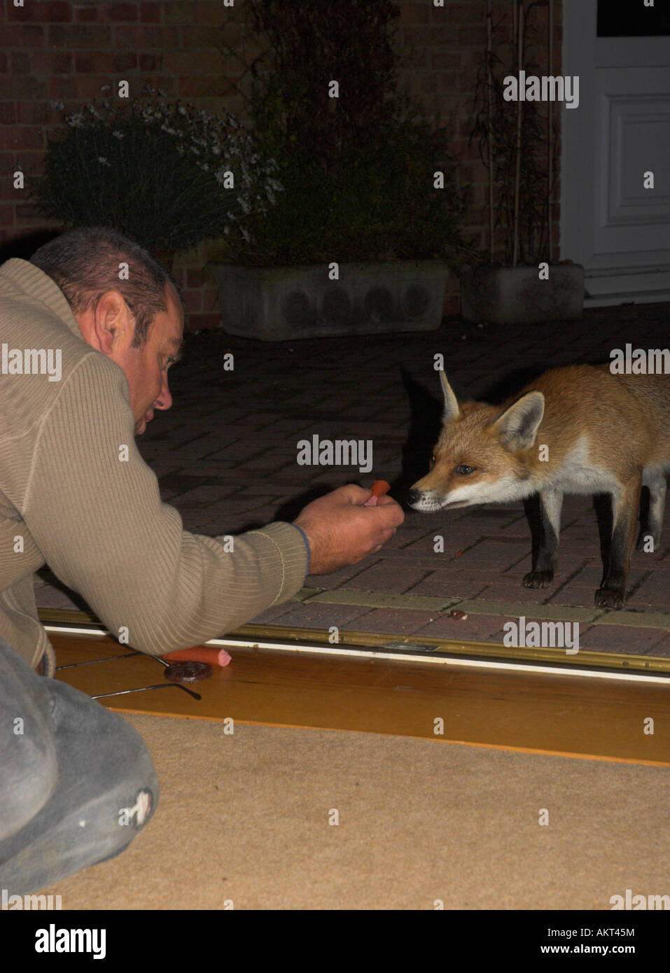 Hand feeding garden foxes (Vulpes vulpes) in the house doorway Stock ...