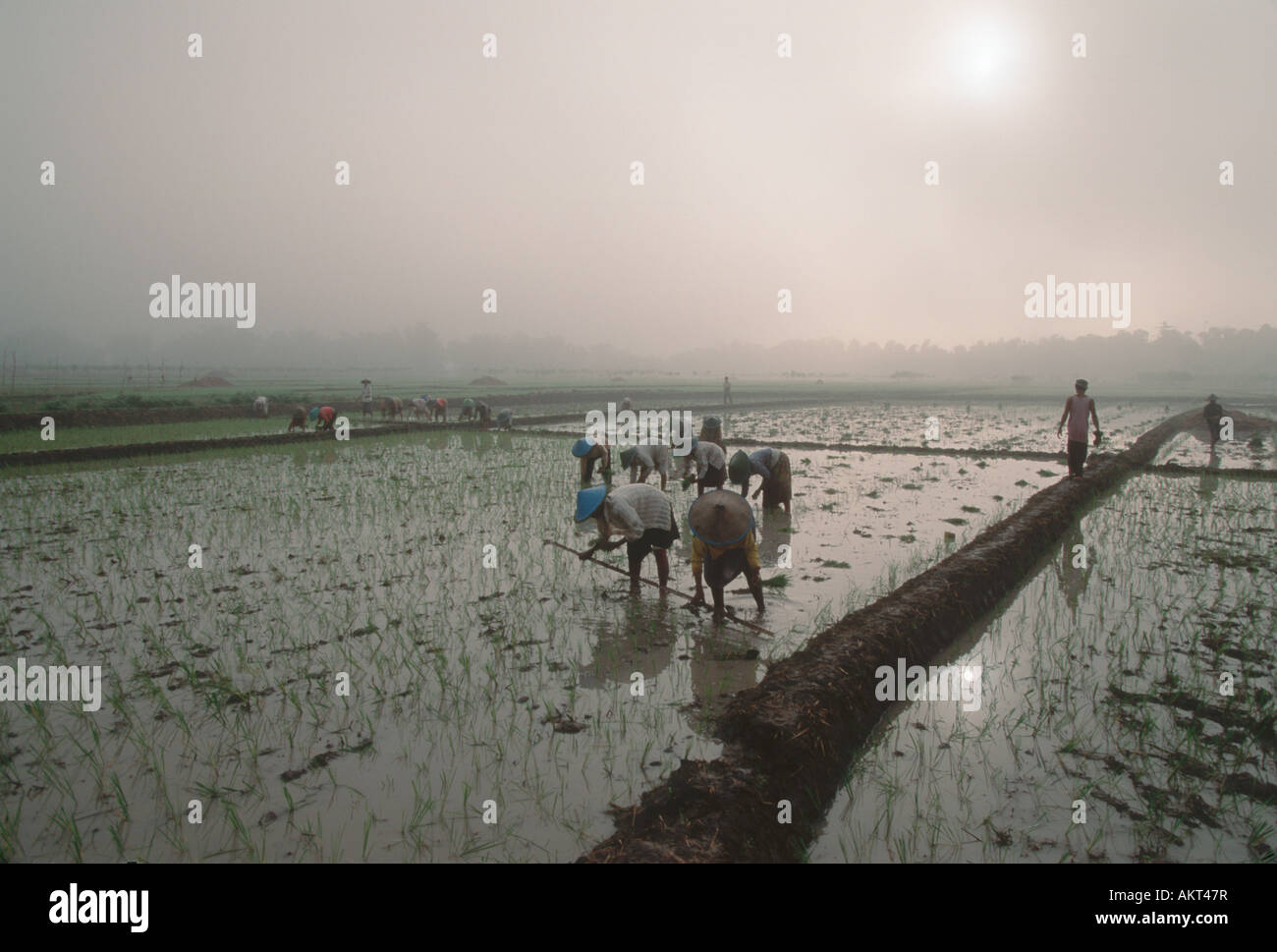 Indonesia, Rice Field Farming Stock Photo - Alamy