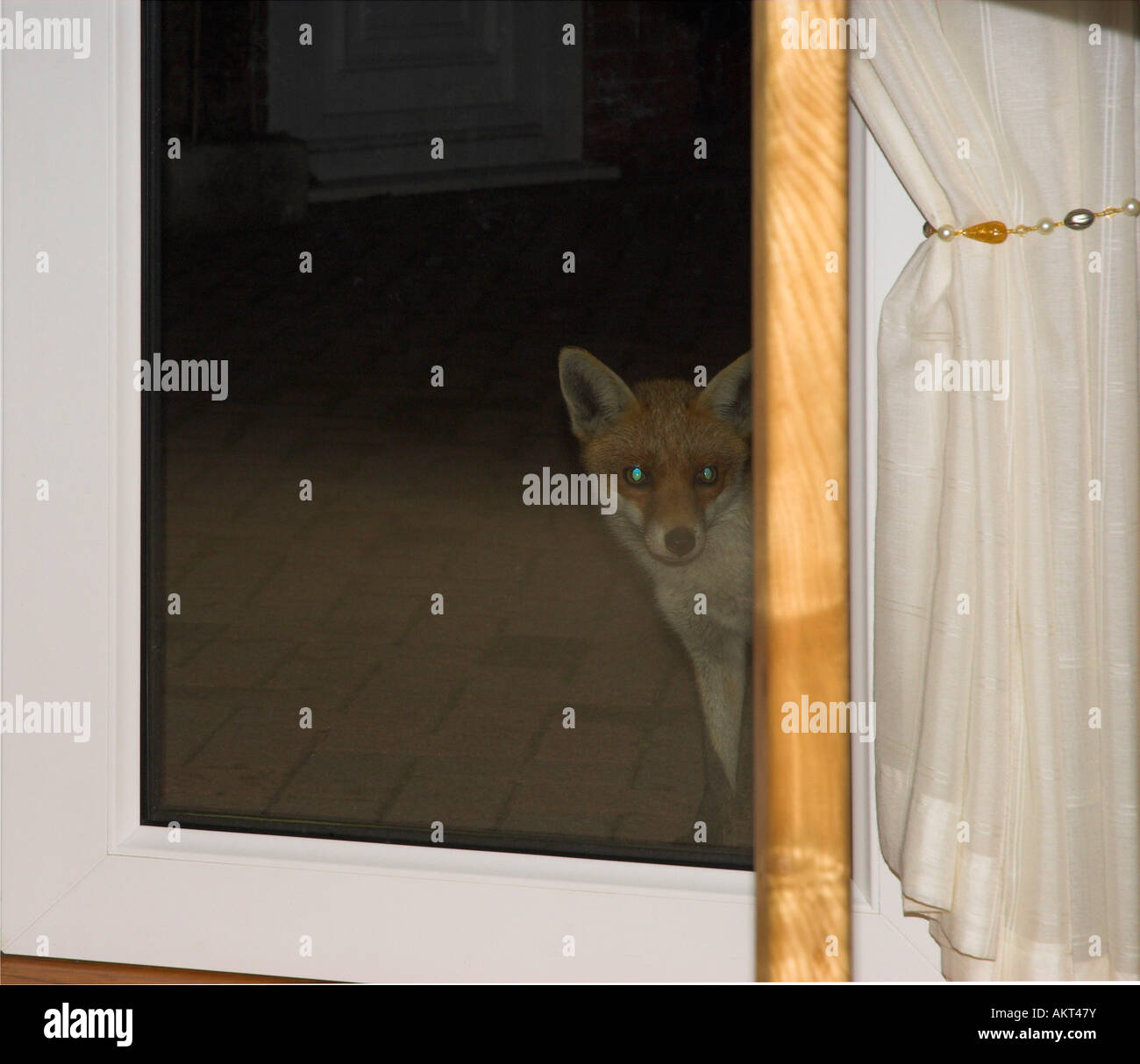 Urban fox vulpes vulpes peeping in the window Stock Photo - Alamy