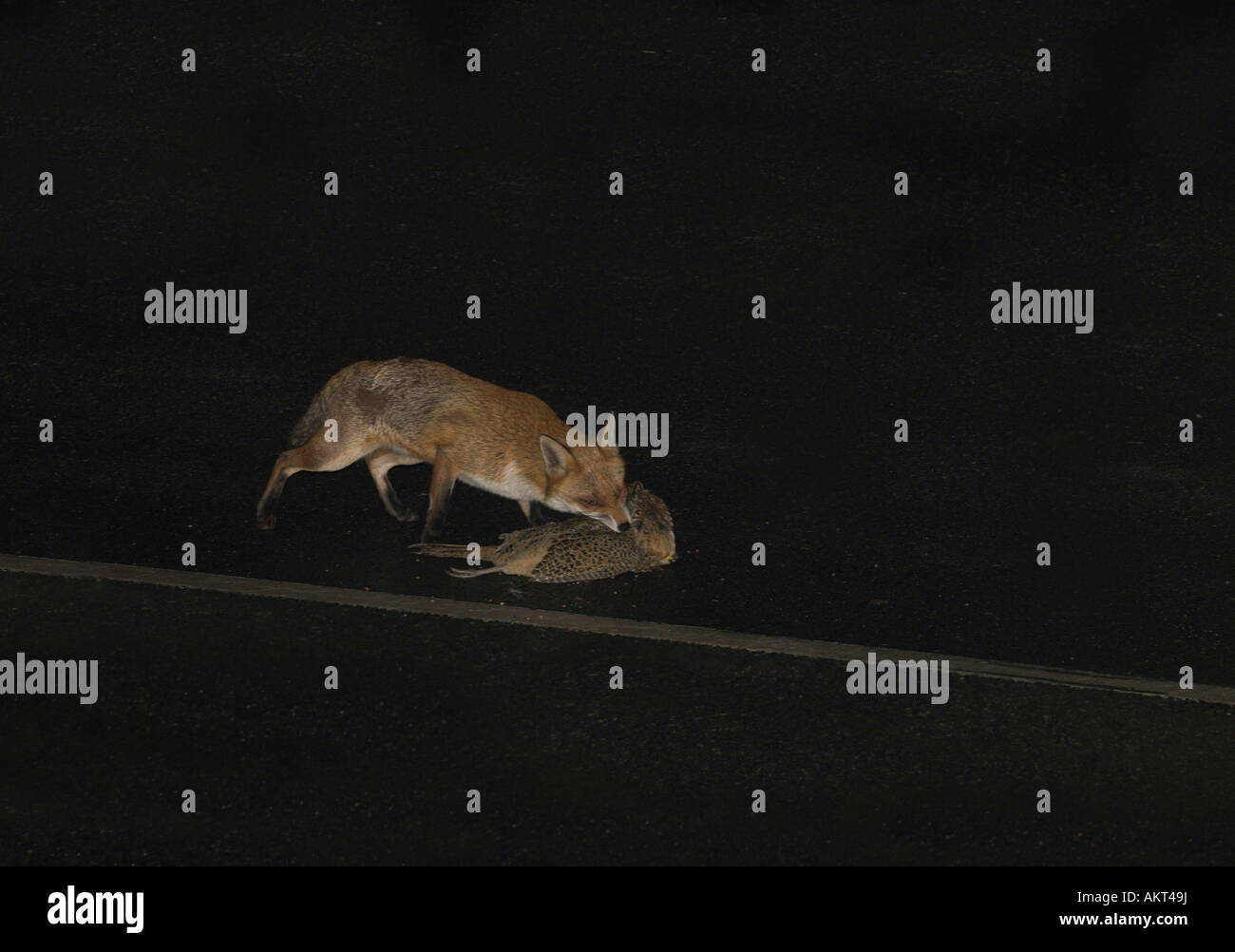 Red fox (vulpes vulpes) carrying off a pheasant road kill Stock Photo ...