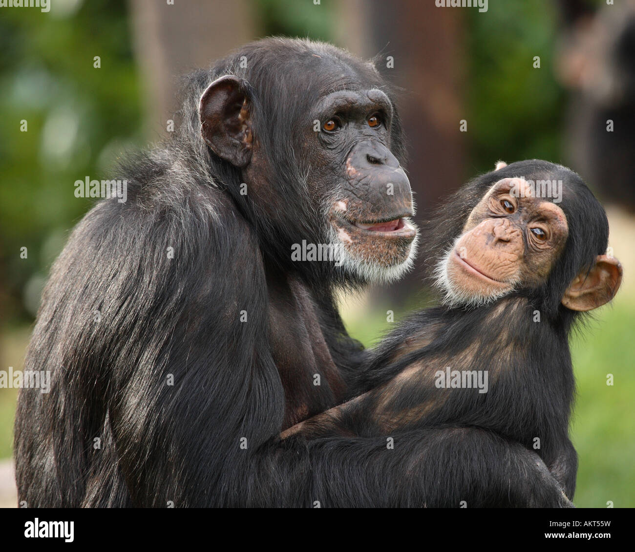 Chimps hi-res stock photography and images - Alamy