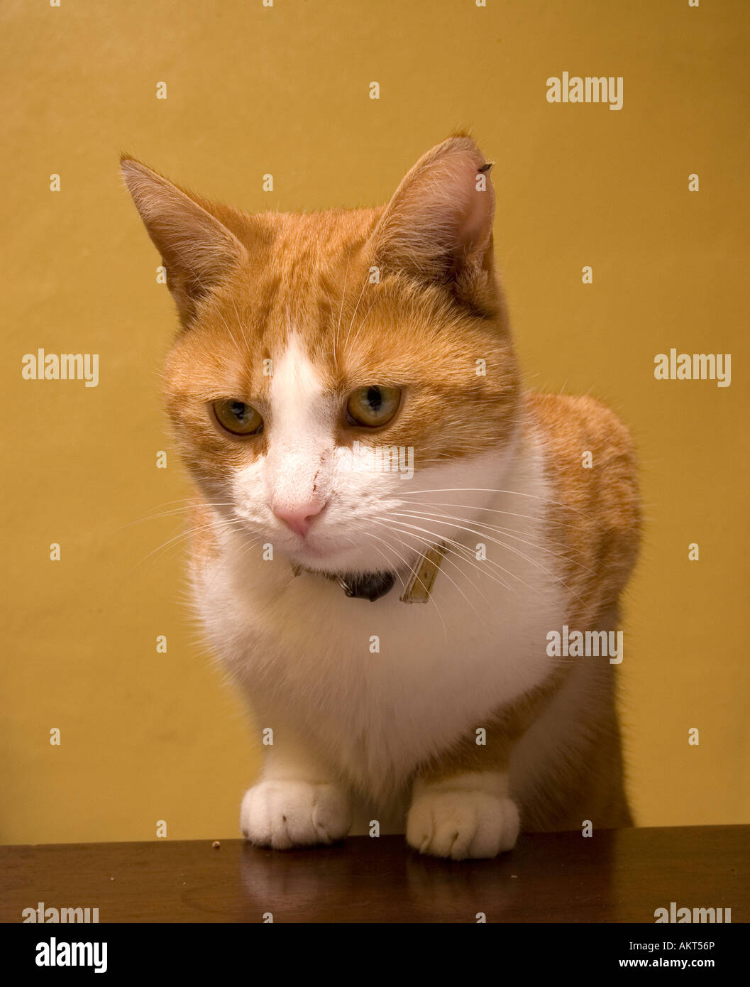 Ginger tom cat with a yellow background Stock Photo - Alamy