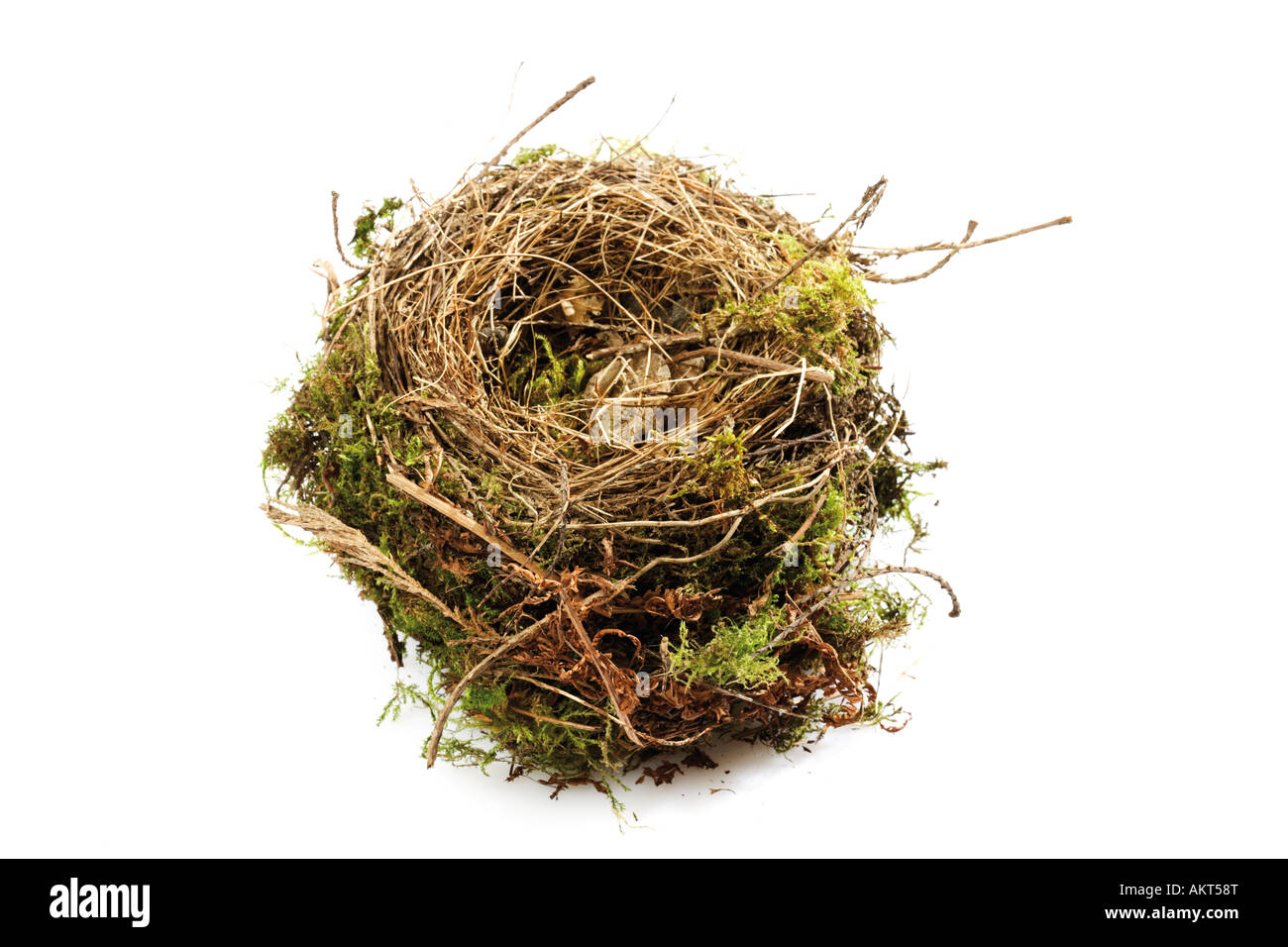 Bird nest hi-res stock photography and images - Alamy