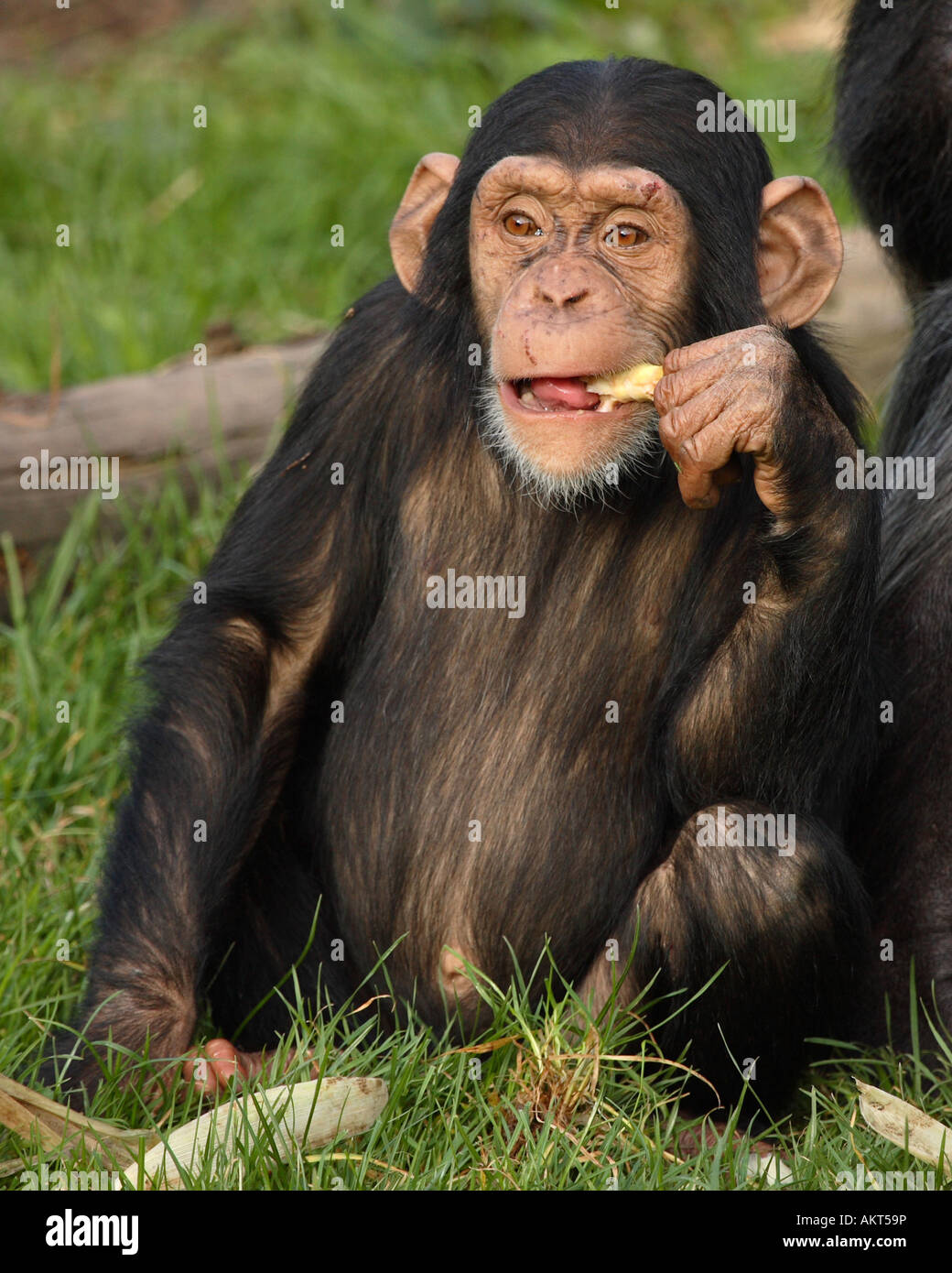Chimpanzee intelligence hi-res stock photography and images - Alamy