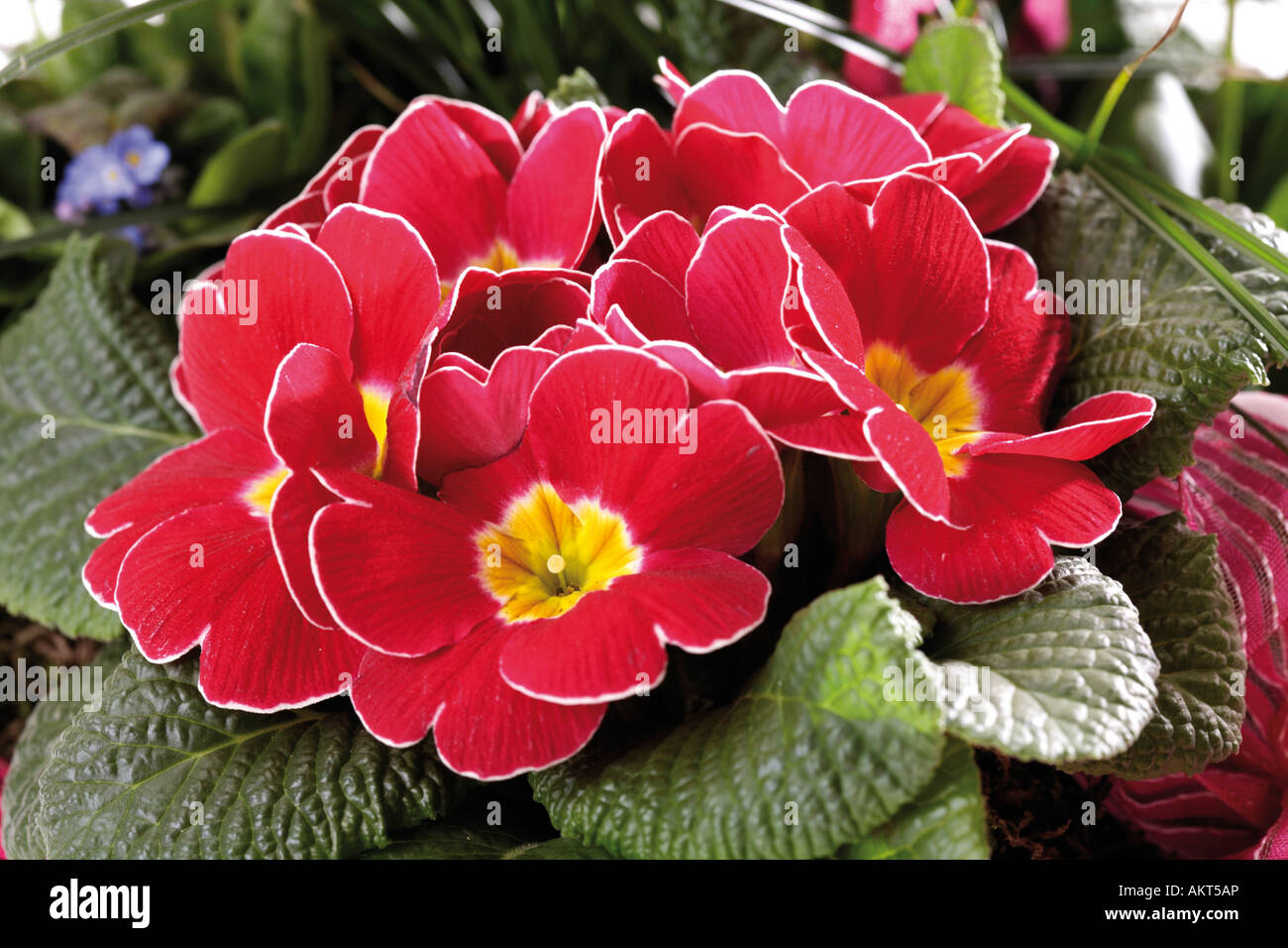 Closeup shot beautiful primrose hi-res stock photography and images - Alamy