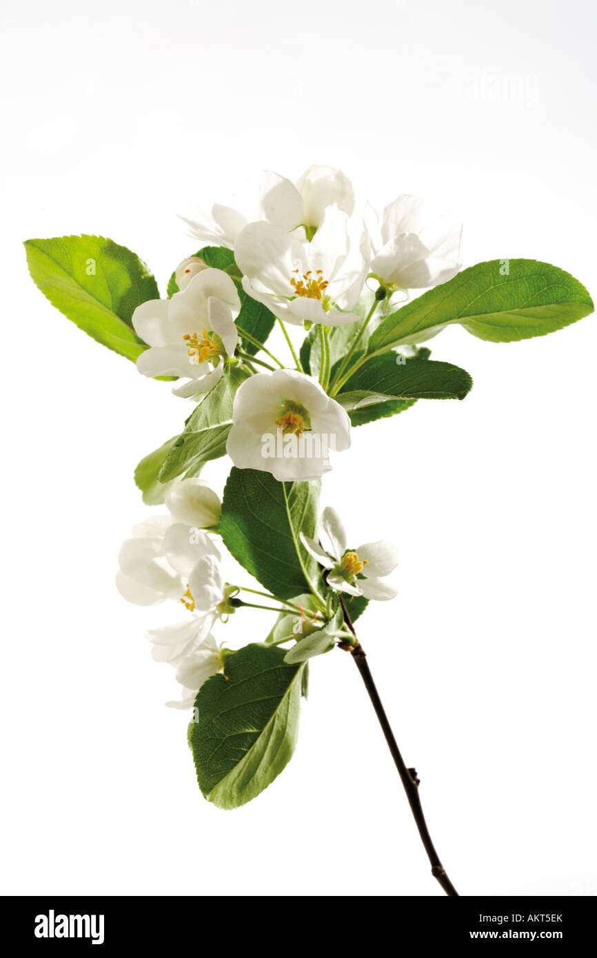 Ornamental apple flowers, close-up Stock Photo - Alamy