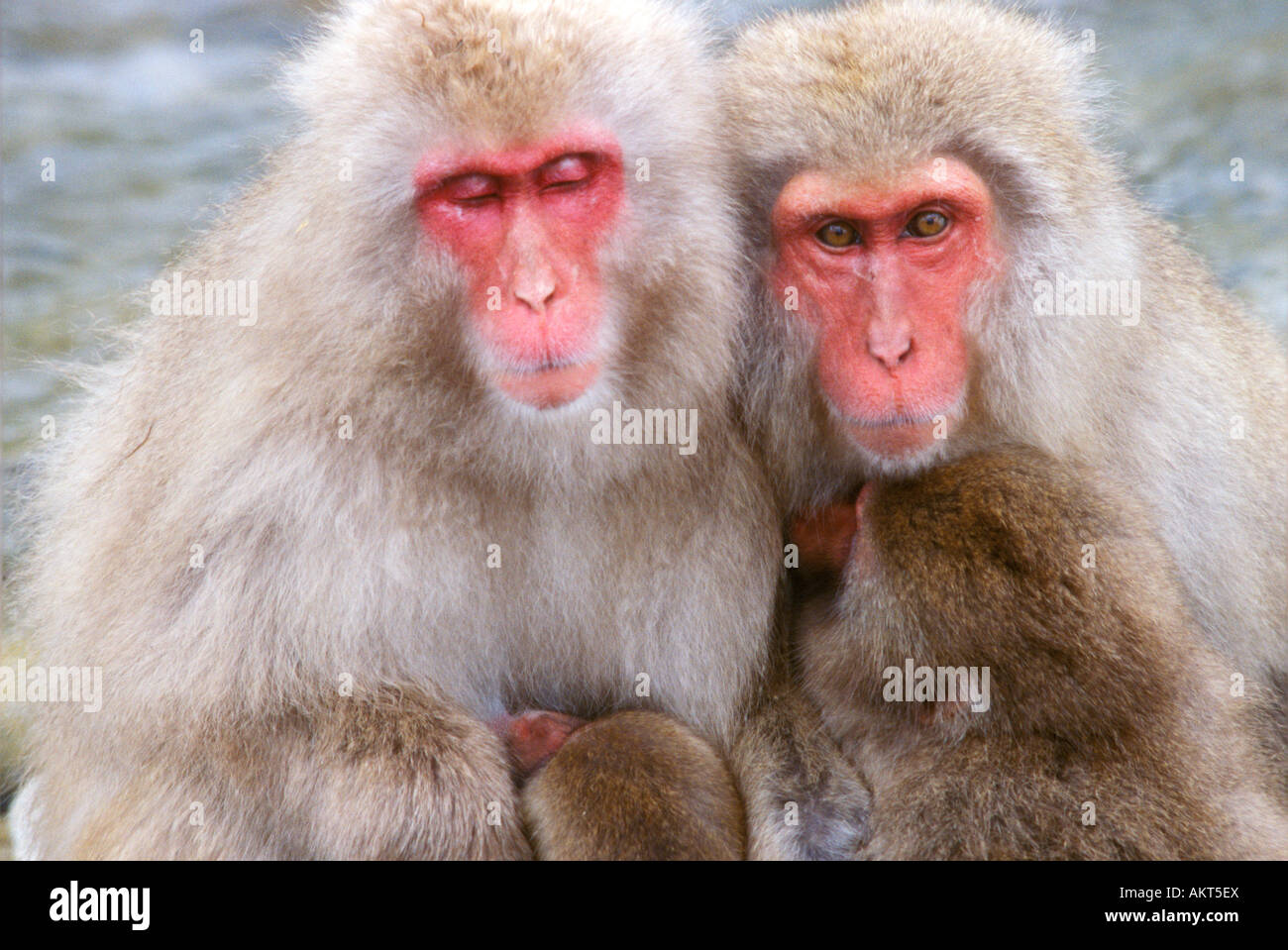 Asia, Japan, Nagano, Jigokudani, Snow Monkey Family (Macaca fuscata ...