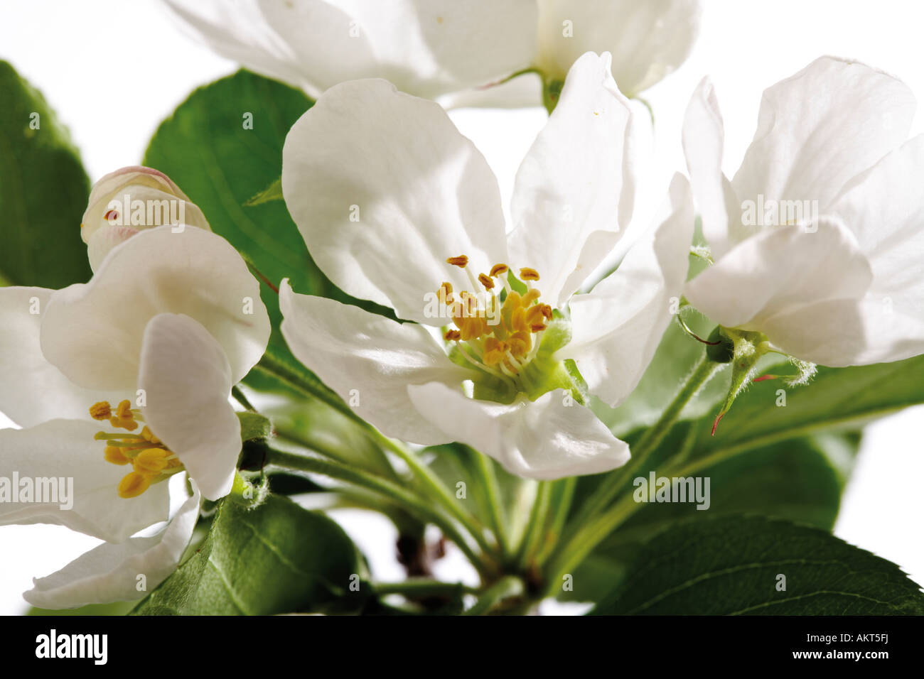 Ornamental cutouts hi-res stock photography and images - Alamy