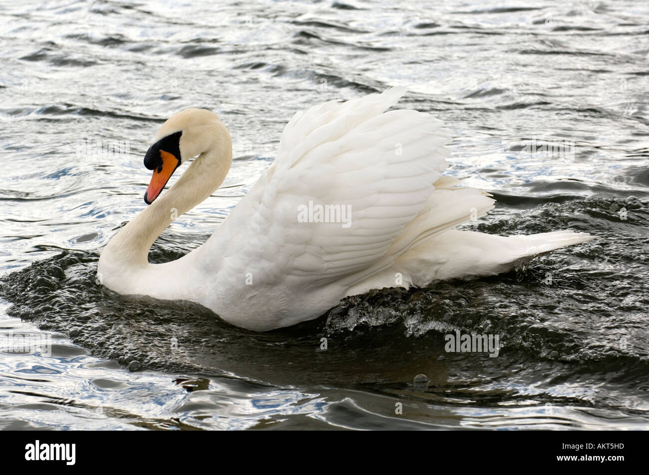 White swan facing left hi-res stock photography and images - Alamy