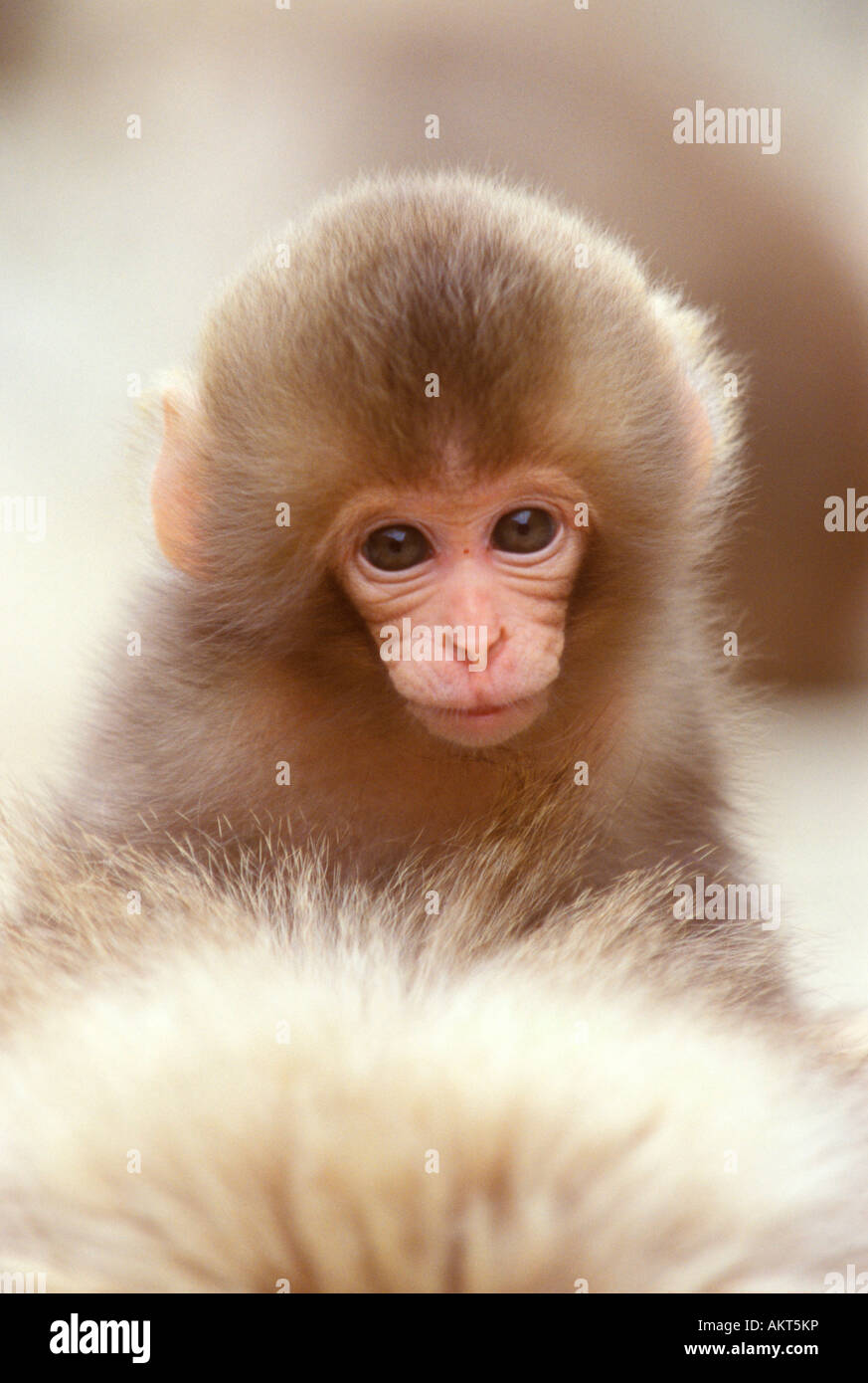 Japan, Nagano, Jigokudani, Snow Monkey Baby on Mother's Back, Japanese ...