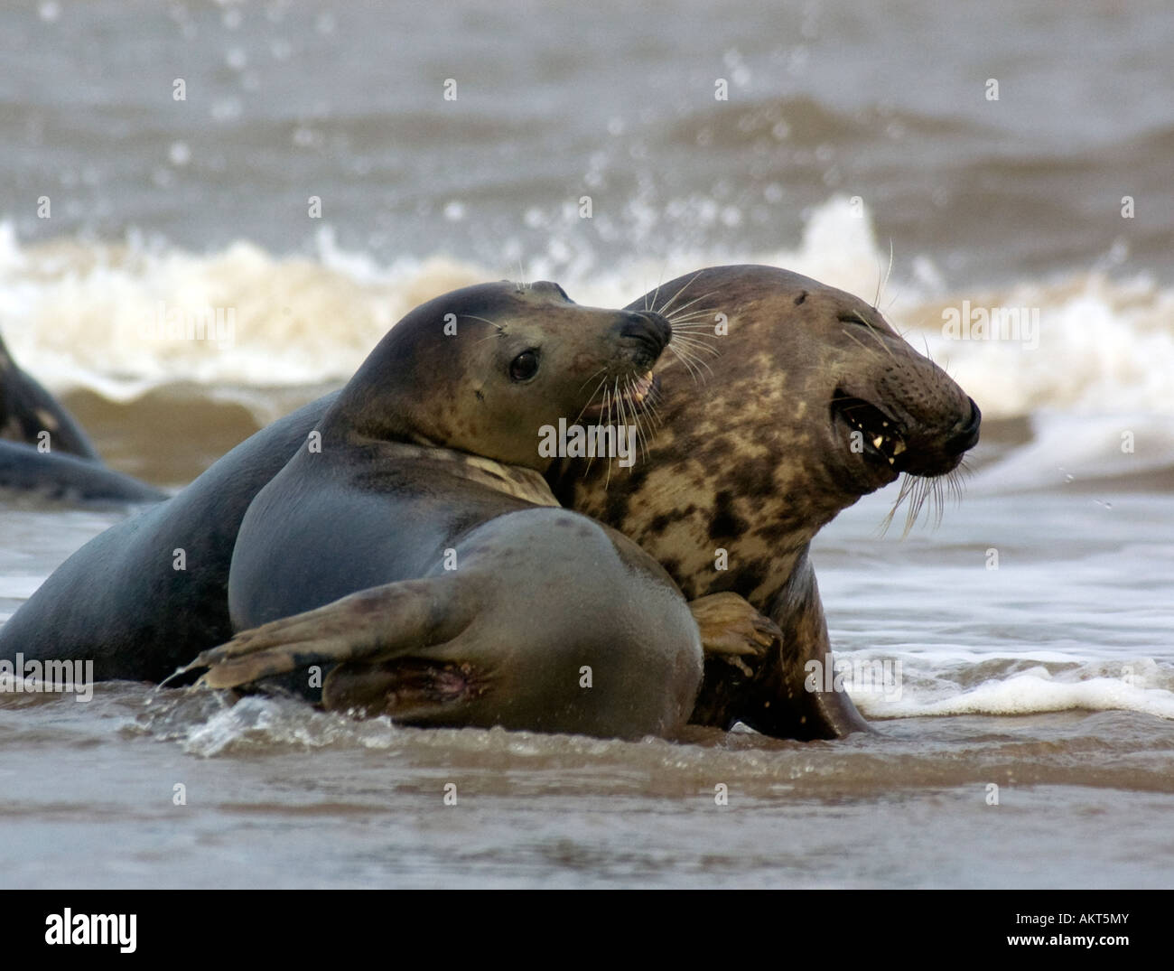 Atlantic Grey Seals Stock Photo - Alamy