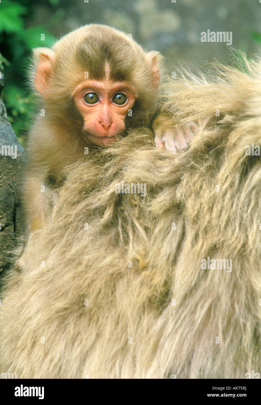 Japan, Nagano, Jigokudani, Snow Monkey Baby, Japanese Macaque, (Macaca ...