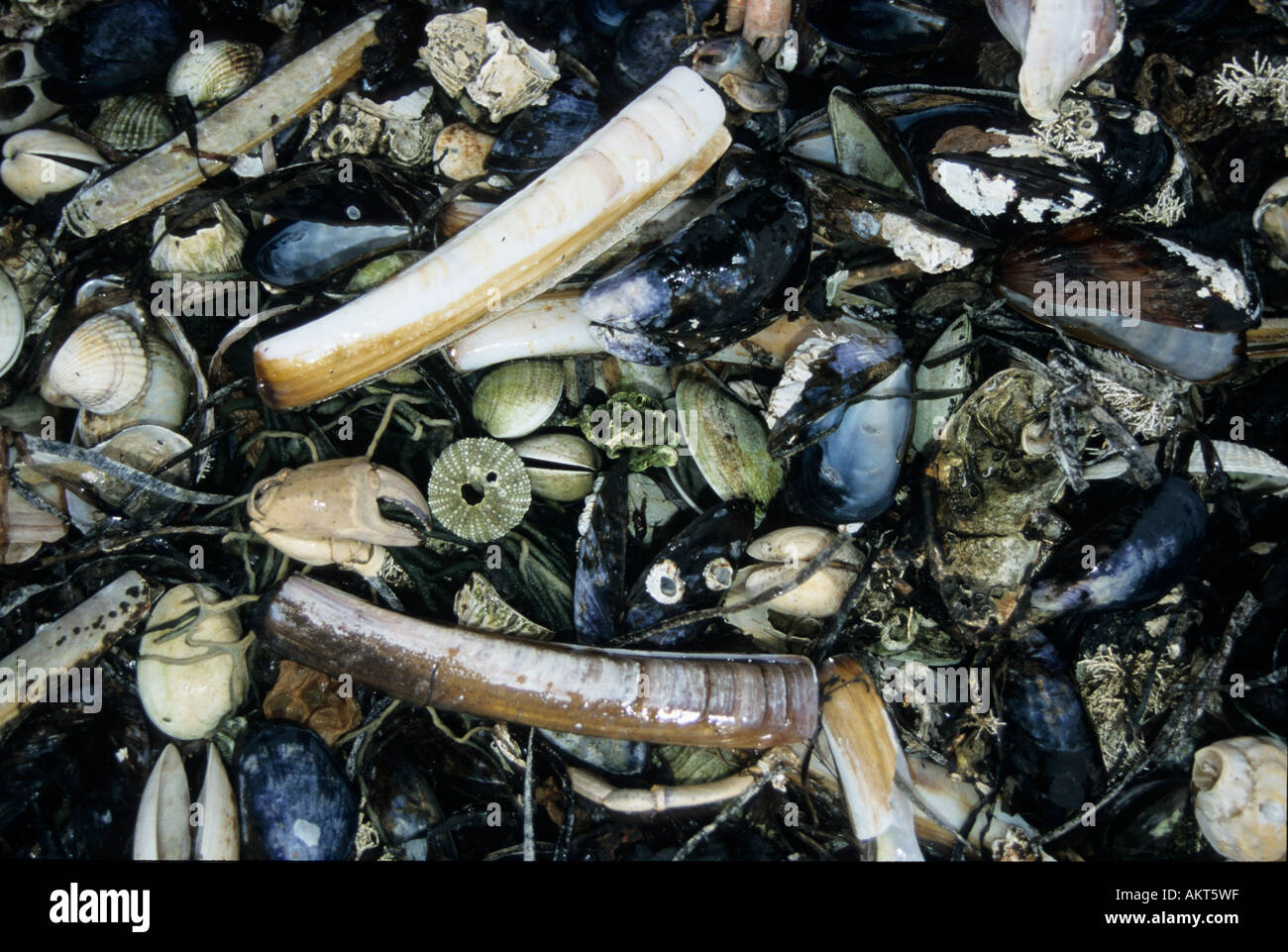 Empty crab shells hi-res stock photography and images - Alamy