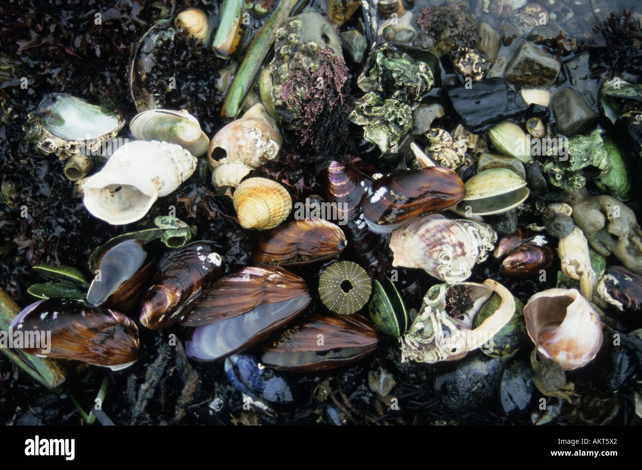 Sea shells on shore in Denmark Stock Photo - Alamy