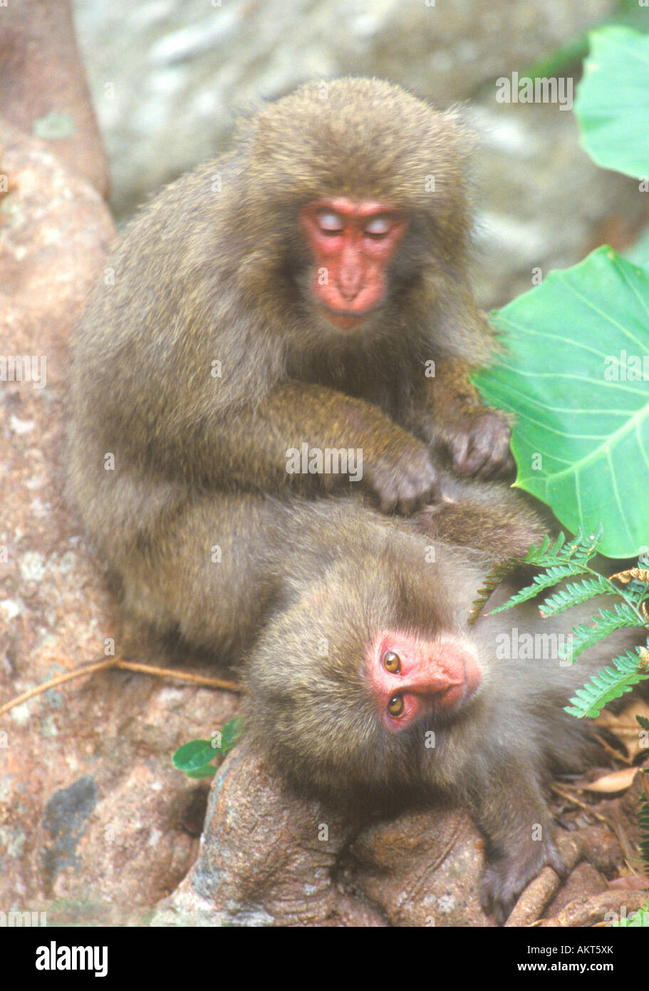 Japan, Kagoshima, Yakushima,Yakushima Macaque Grooming, (Macaca fuscata ...