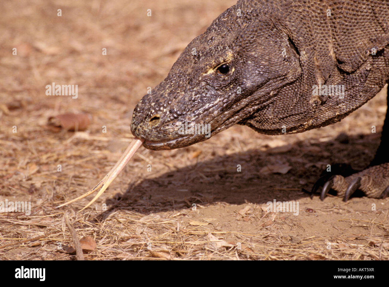 Asia, Indonesia, Komodo Island. Komodo Dragon (Varanus komodensis Stock ...