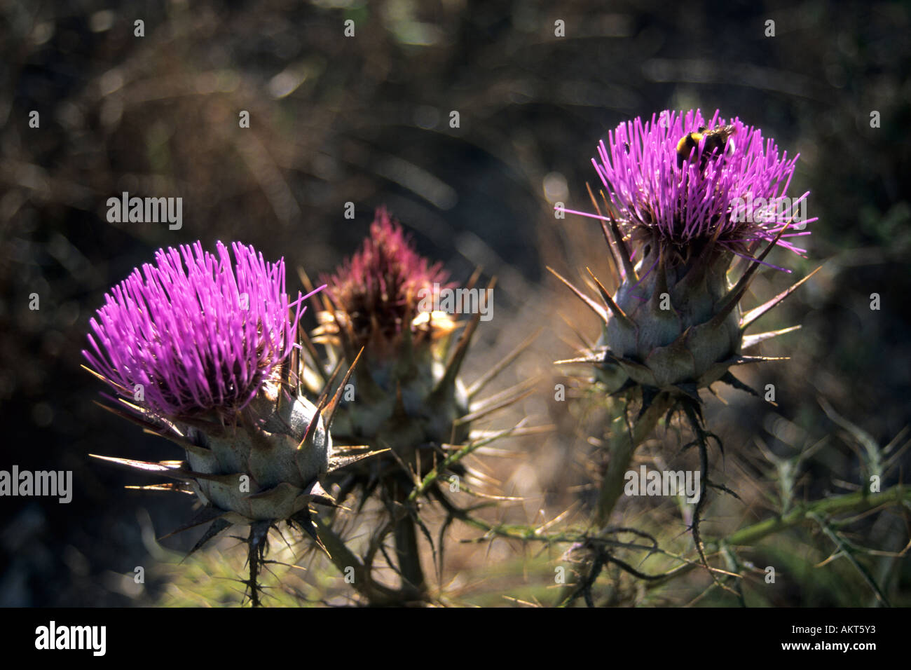 Thistle and bee hi-res stock photography and images - Alamy