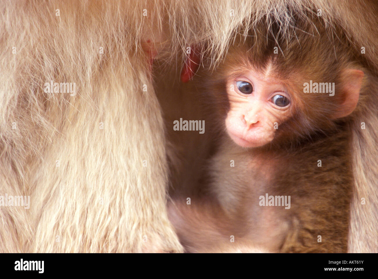 Japan, Nagano, Jigokudani, Snow Monkey Baby, Japanese Macaque, (Macaca ...
