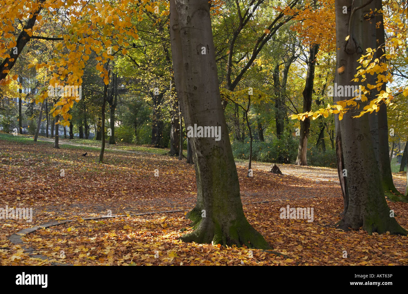 Golden tree foliage pedestrian path and falling leafs in autumn city ...