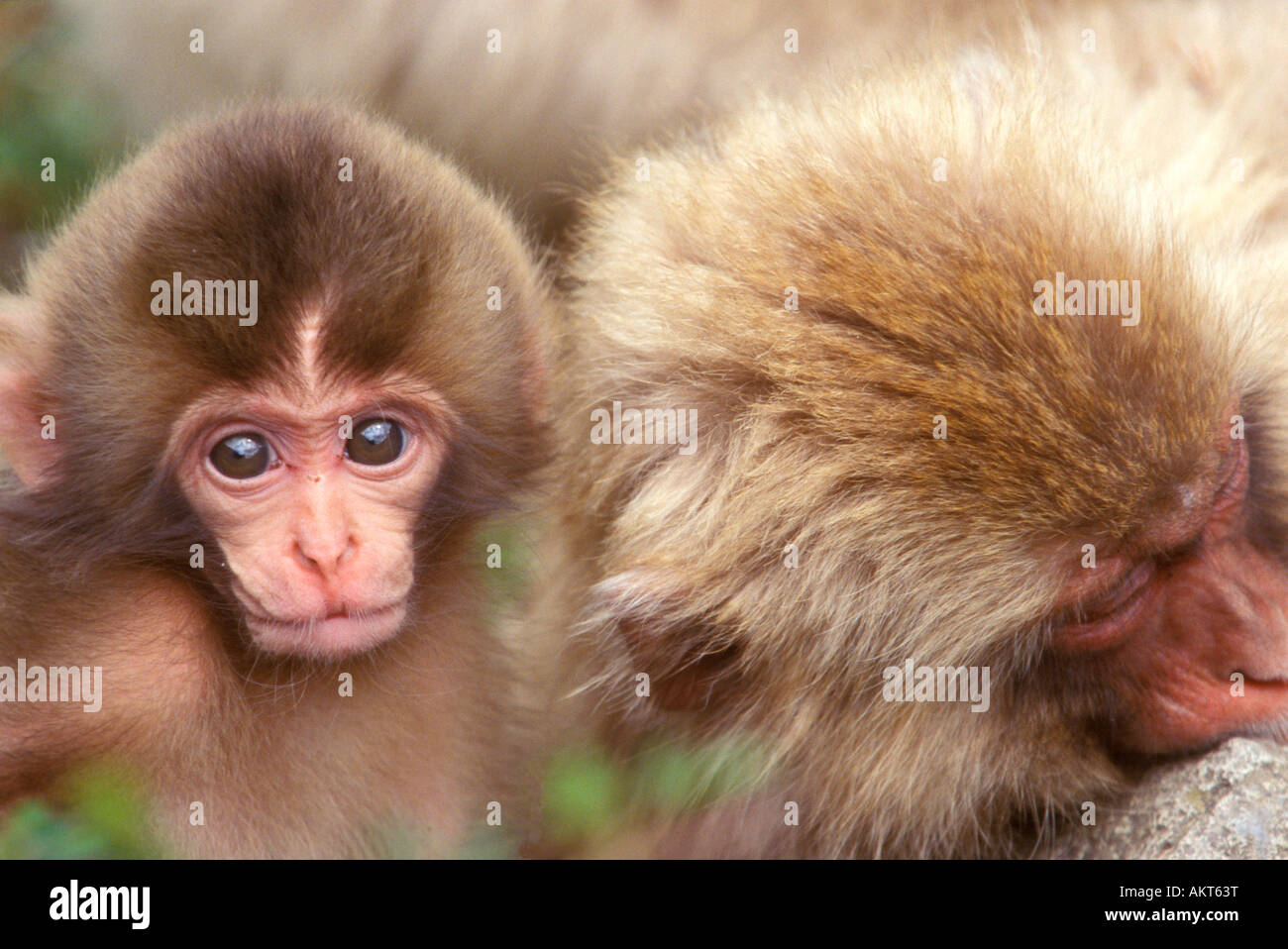 Asia, Japan, Nagano, Jigokudani, Snow Monkey Mother and Baby (Macaca ...