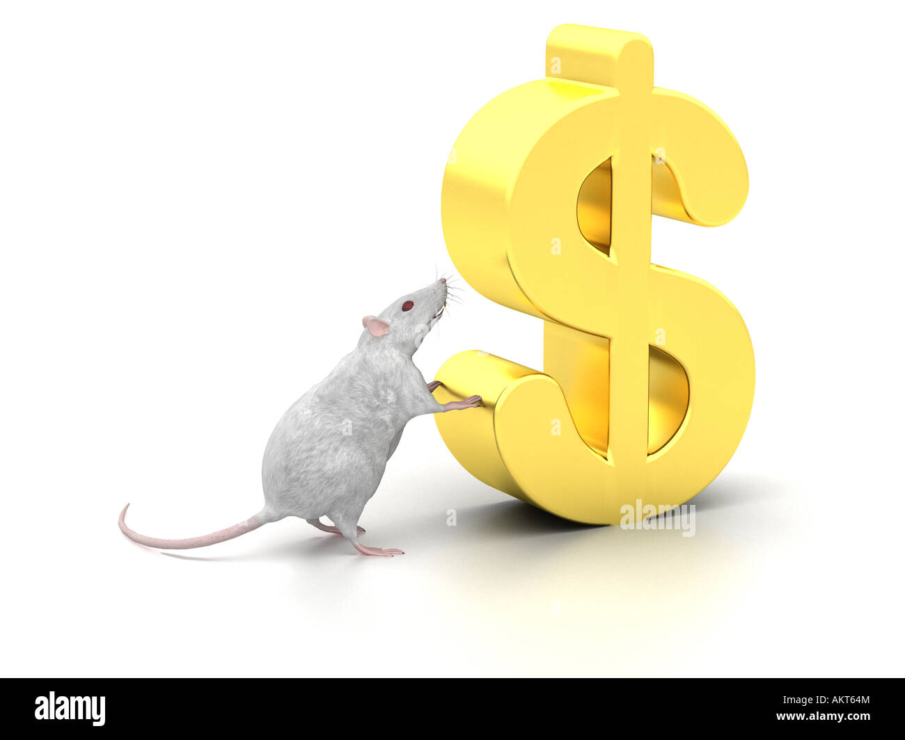 Rat Inspects Golden Dollar Symbol Stock Photo - Alamy