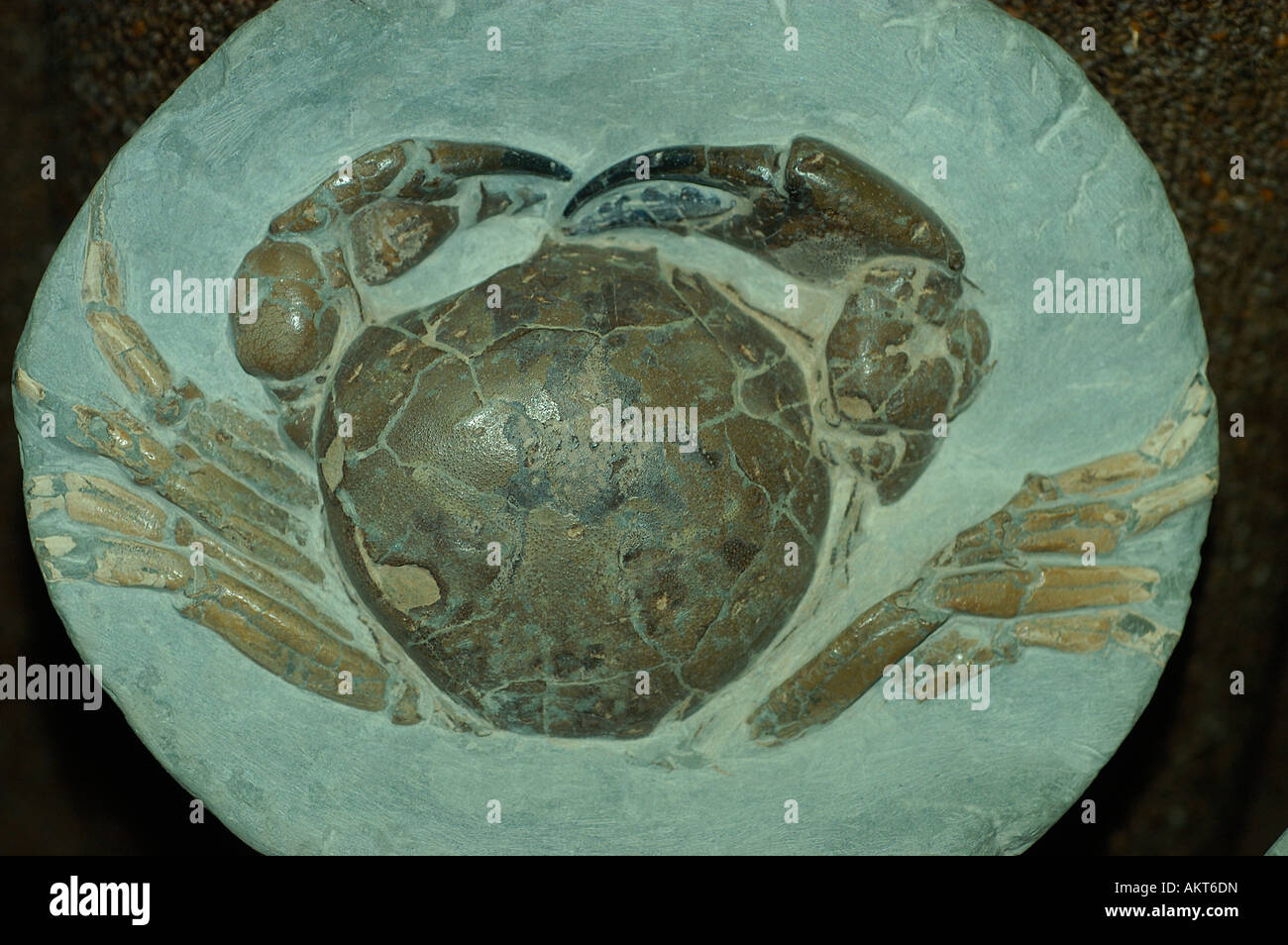 Fossil, New Zealand, Fossil crab in concretions from Miocene period ...