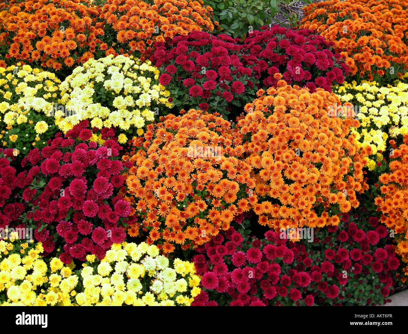 Bunches of Mums Stock Photo - Alamy