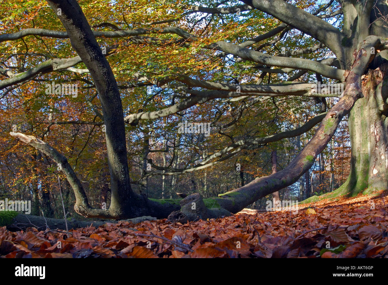 Fallen branch of ancient beech tree in the fall Stock Photo - Alamy
