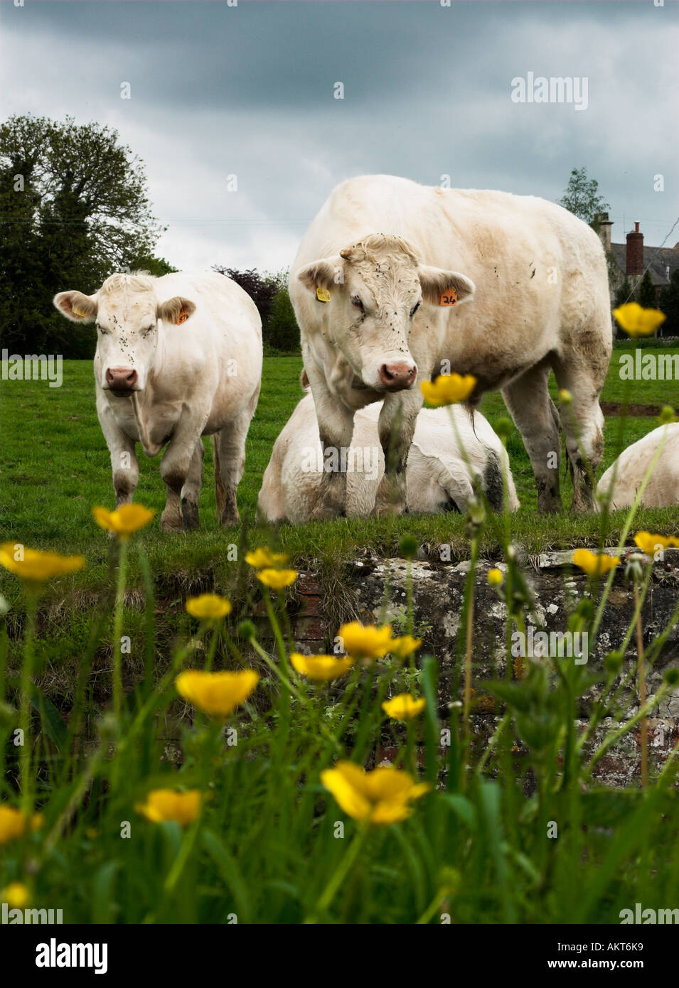 Field of wild flowers hi-res stock photography and images - Alamy