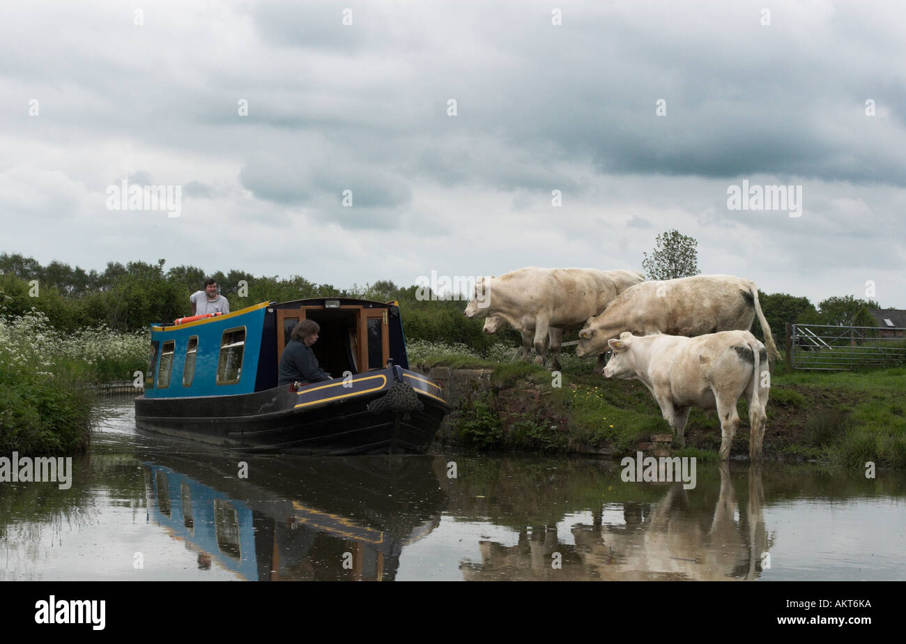 Bullocks by Oxford Union canal with narrow boat passing by Stock Photo ...