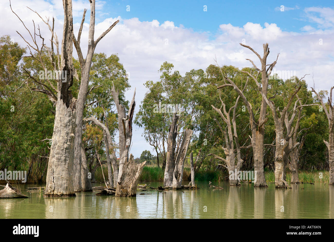 old dead trees in the river murray Stock Photo - Alamy