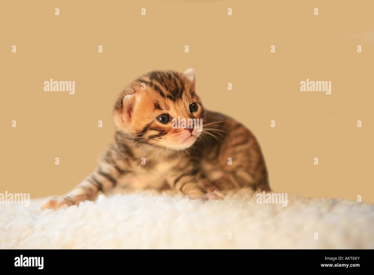 Young bengal cat kitten with tan background Stock Photo - Alamy