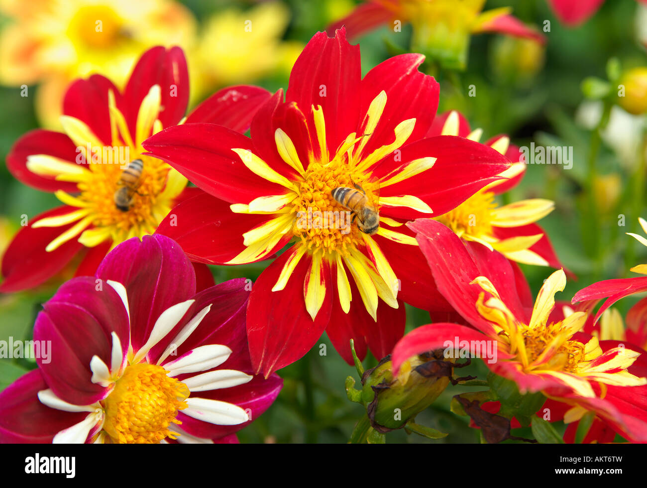 What do bees collect from flowers hi-res stock photography and images ...
