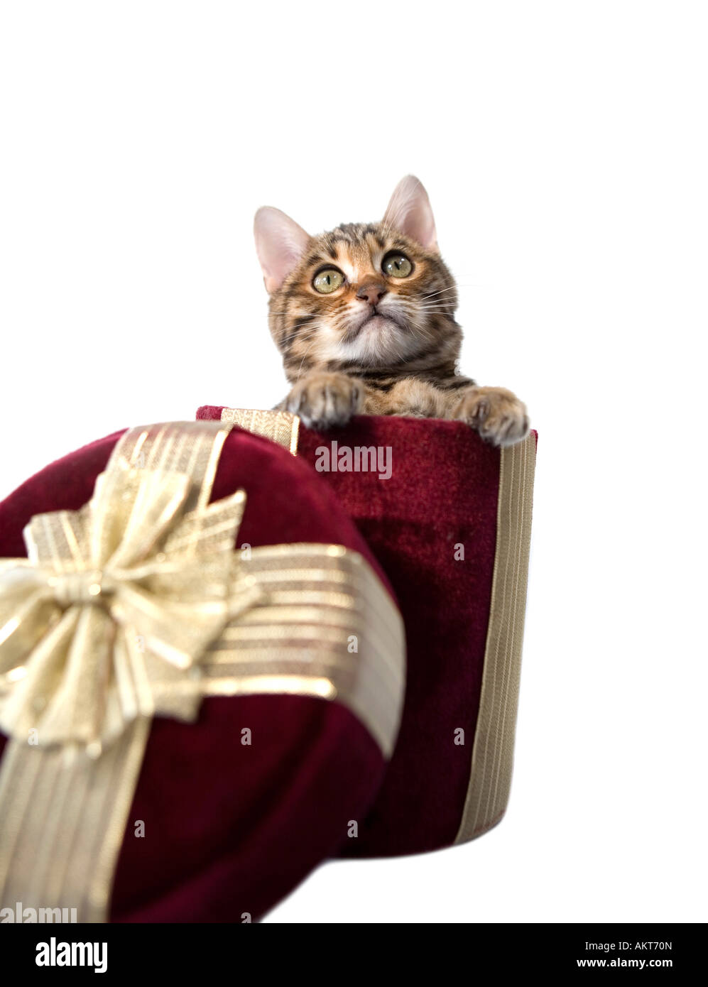 Bengal kitten inside red velvet gift box Stock Photo - Alamy