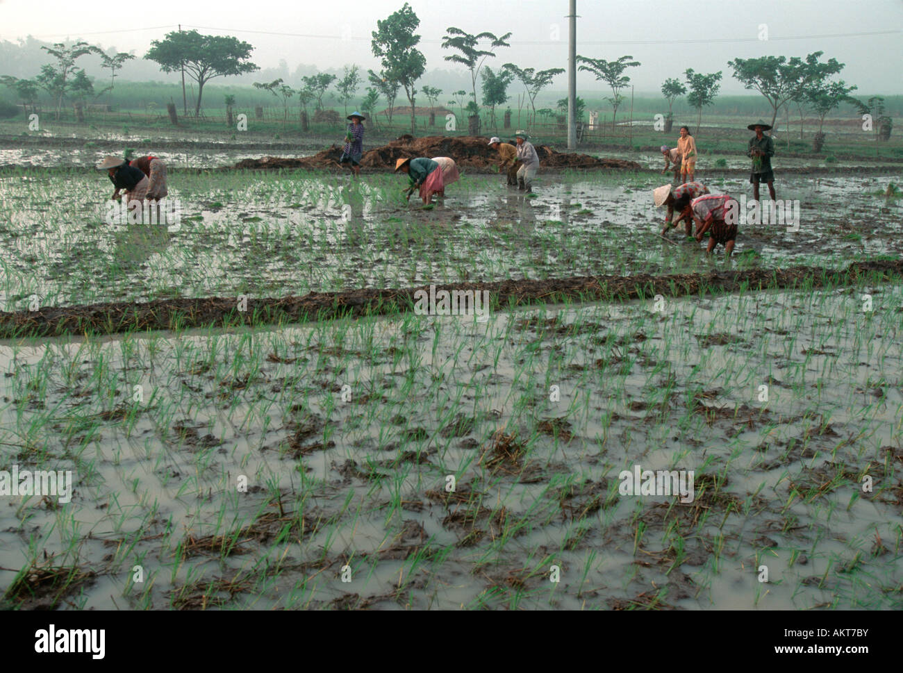 Indonesia, Rice Field Farming Stock Photo - Alamy