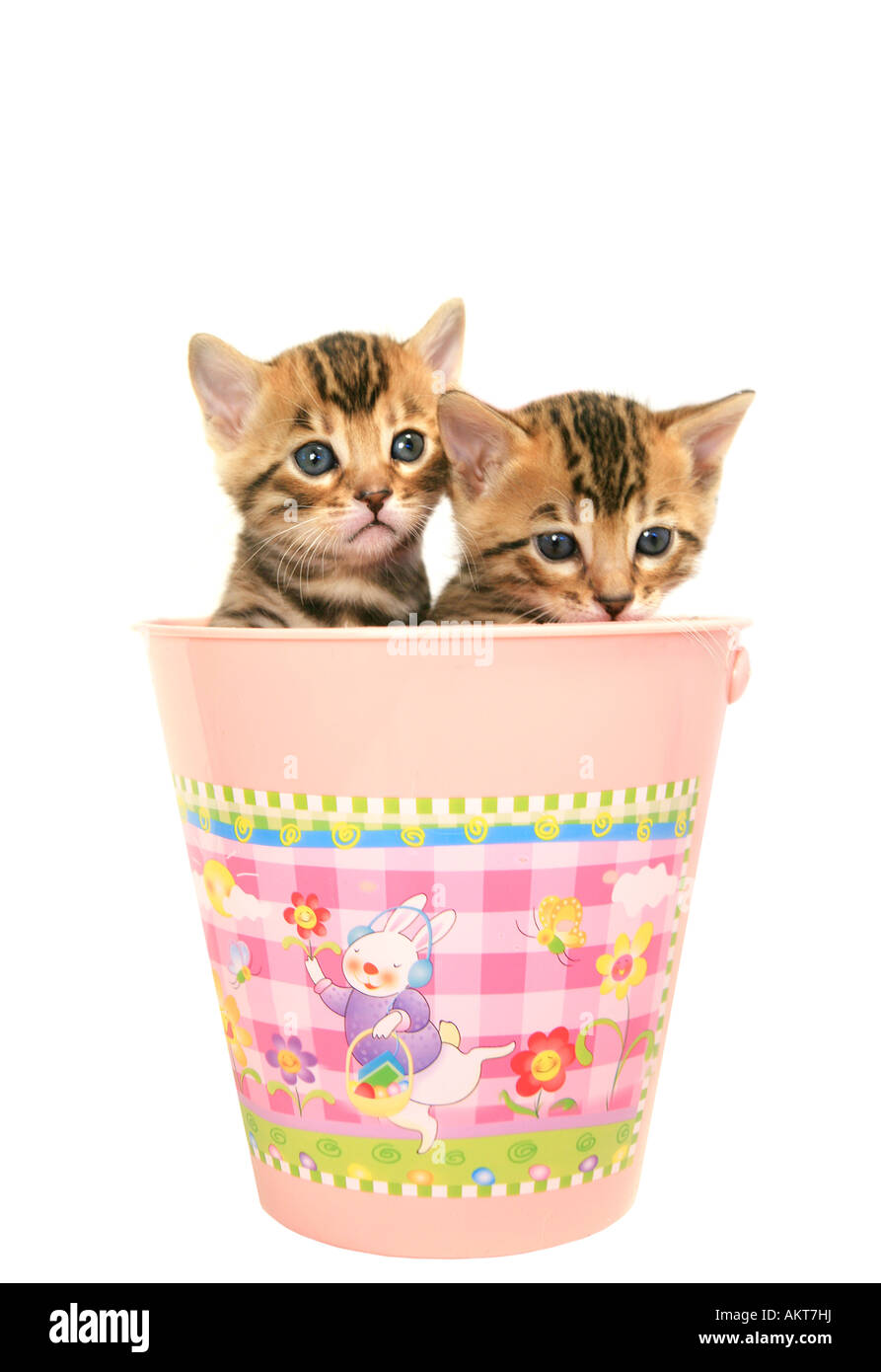 Two bengal kittens inside Easter bucket isolated on white Stock Photo ...