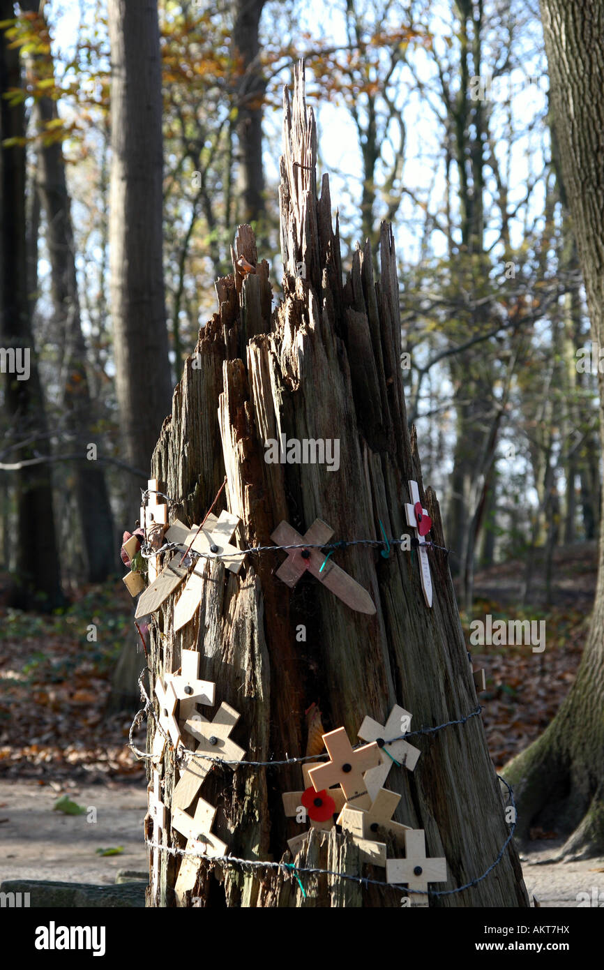 A shattered tree in the trench systems at Hill 62 and Sanctuary Wood ...