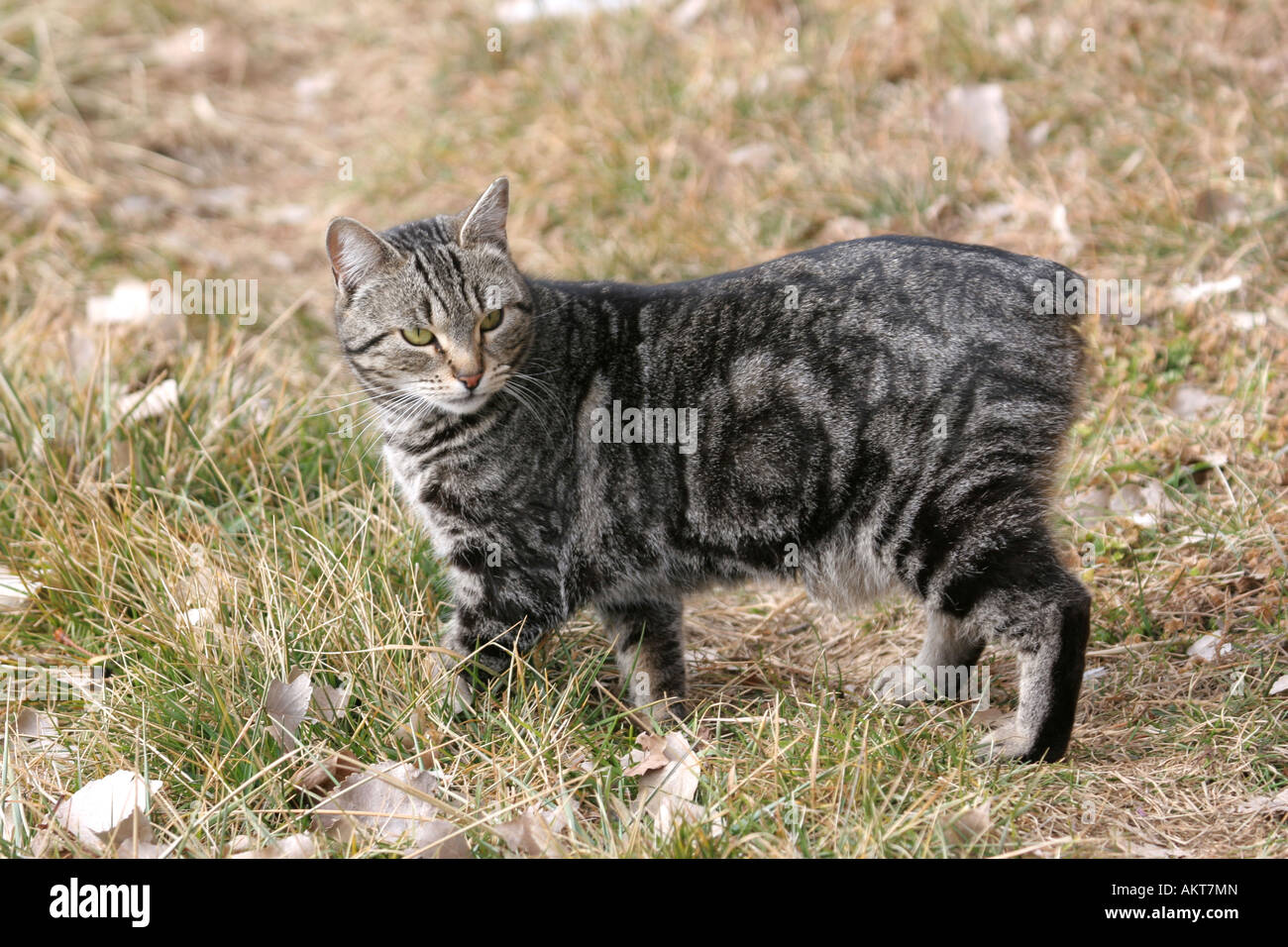 Brown Classic tabby Manx cat on grass background Stock Photo - Alamy