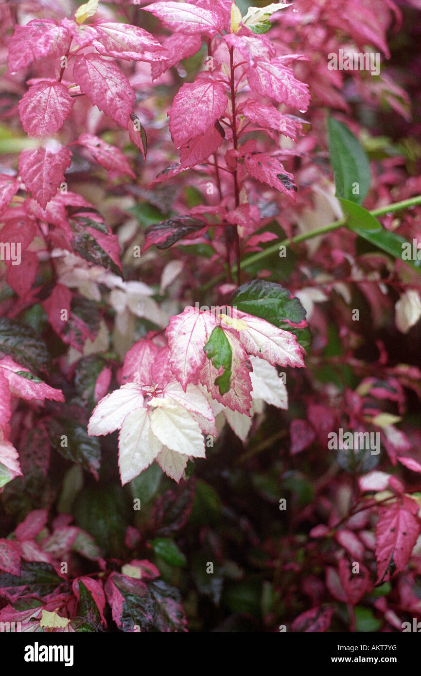 Tahitian flower, Tahiti, French Polynesia Stock Photo - Alamy