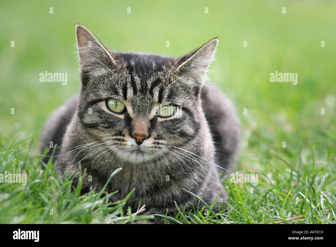 Tabby cat with green eyes in green grass Stock Photo - Alamy